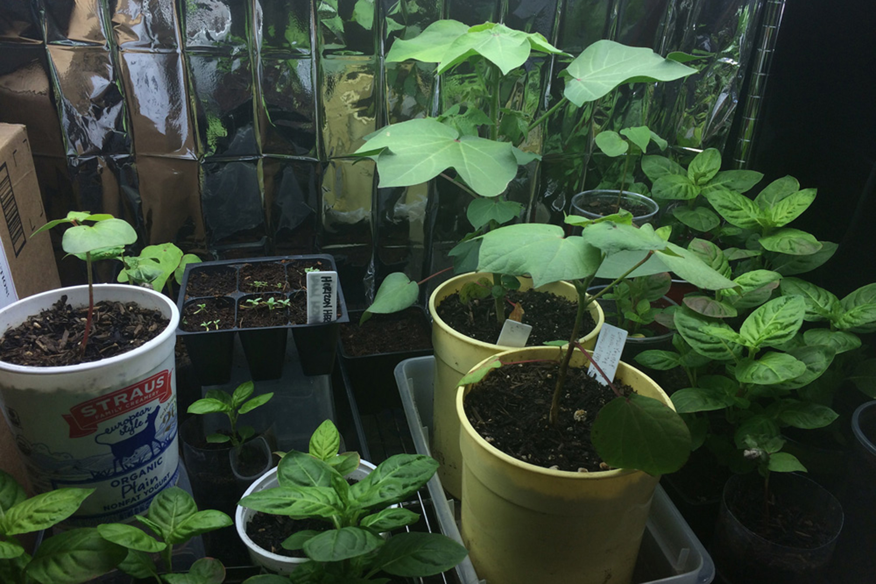 Empire Gardens | Stephanie Syjuco